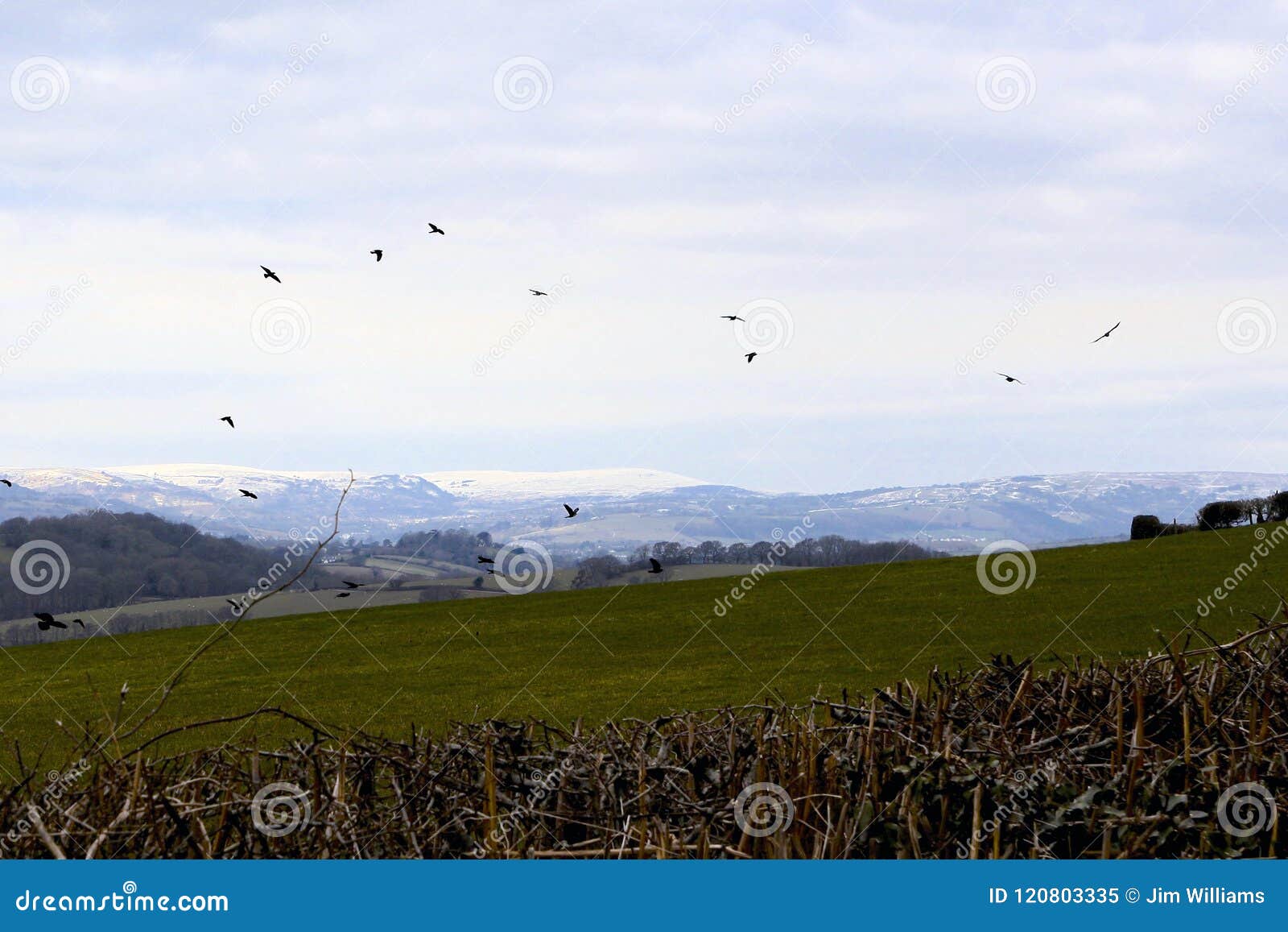 Crows in Flight Over a Field Stock Image - Image of black, silhouette ...