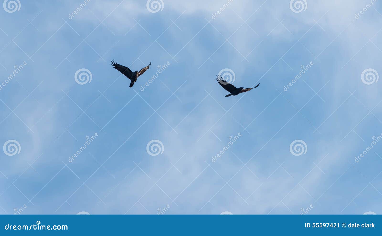 Crows in flight stock image. Image of outstretched, flight - 55597421