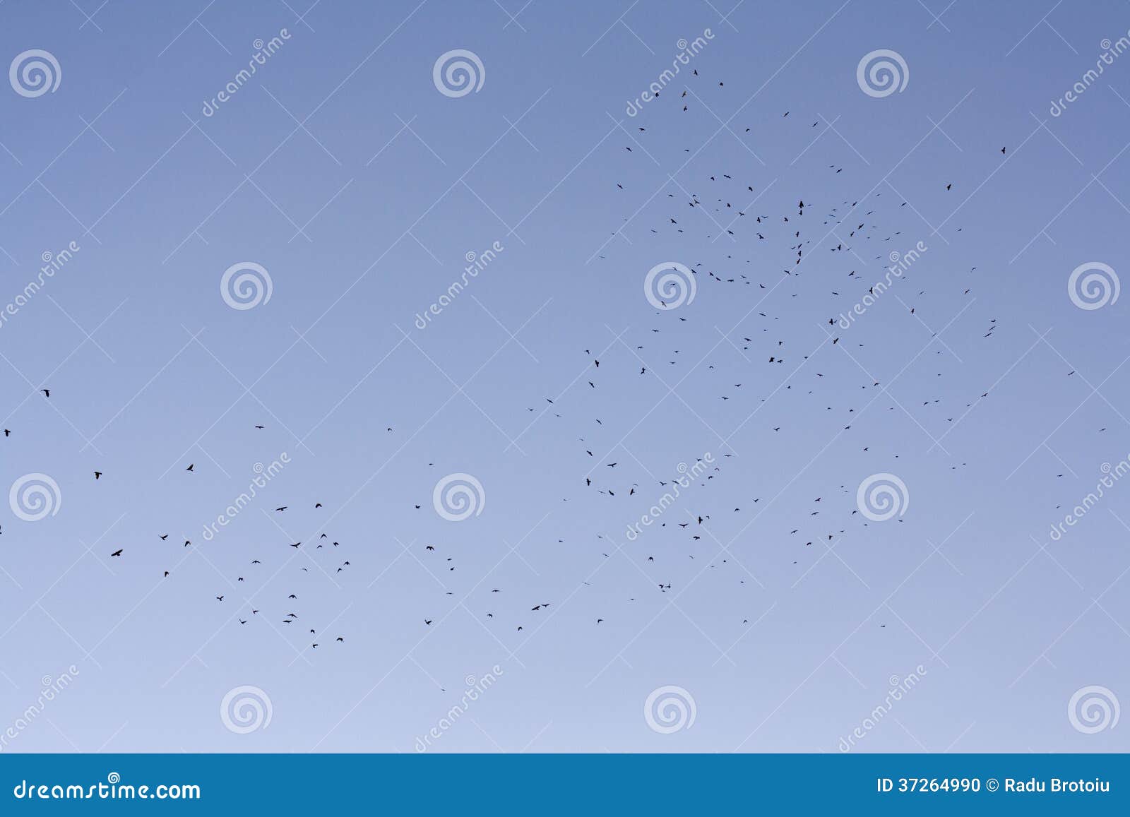 Flock of crows stock photo. Image of winter, cold, outdoor - 37264990