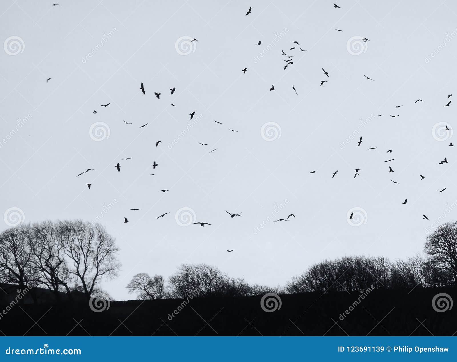 Crows In Trees, Darkness, Birds. Crows Nest, Big Black Bird Crowd ...