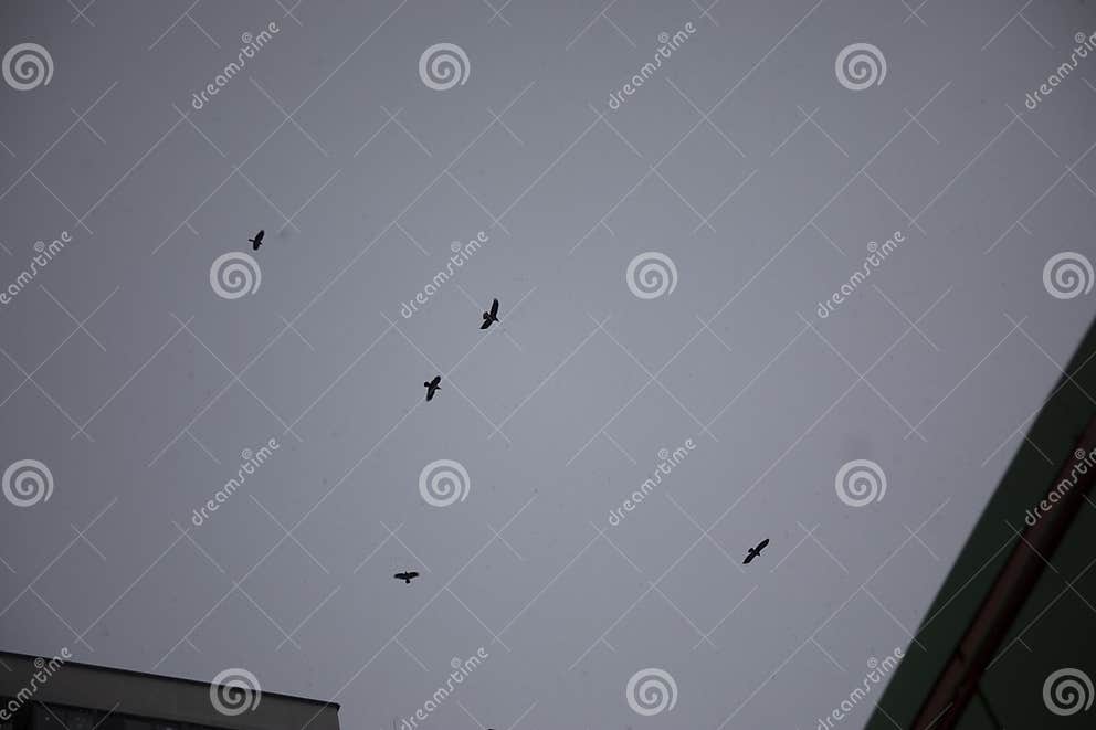 Crows Fly in the Gray Sky. a Flock of Black Crows Stock Photo - Image ...