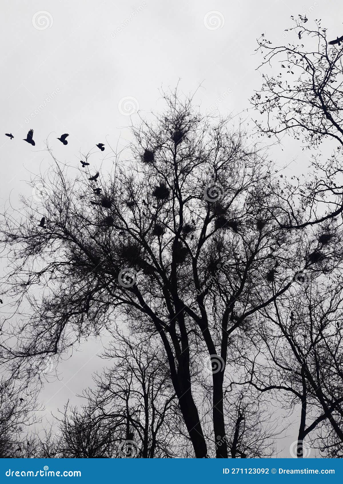 Crows Taking Off from Their Nests in the Park Stock Photo - Image of ...