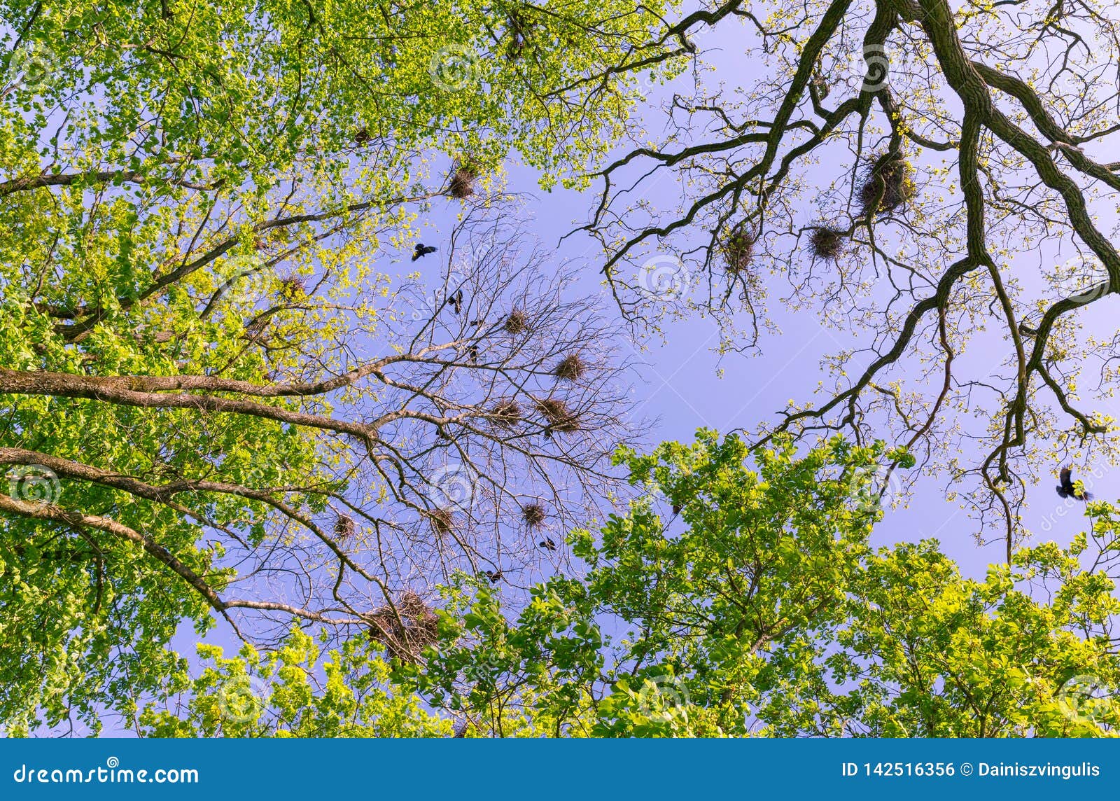 Crows fly over the nests stock photo. Image of trees - 142516356