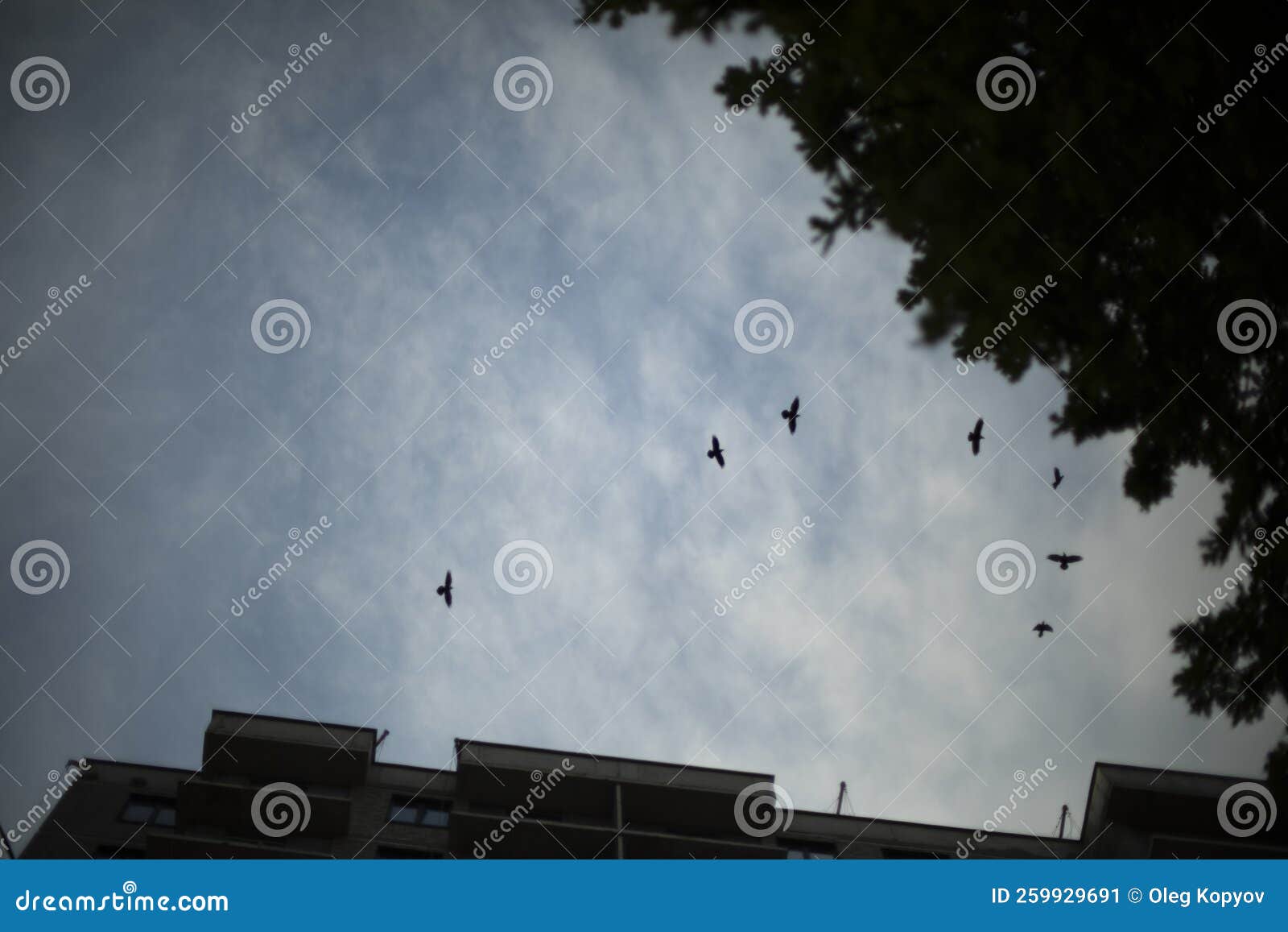 Crows Fly in Sky. Birds Circling Over Building Stock Image - Image of ...