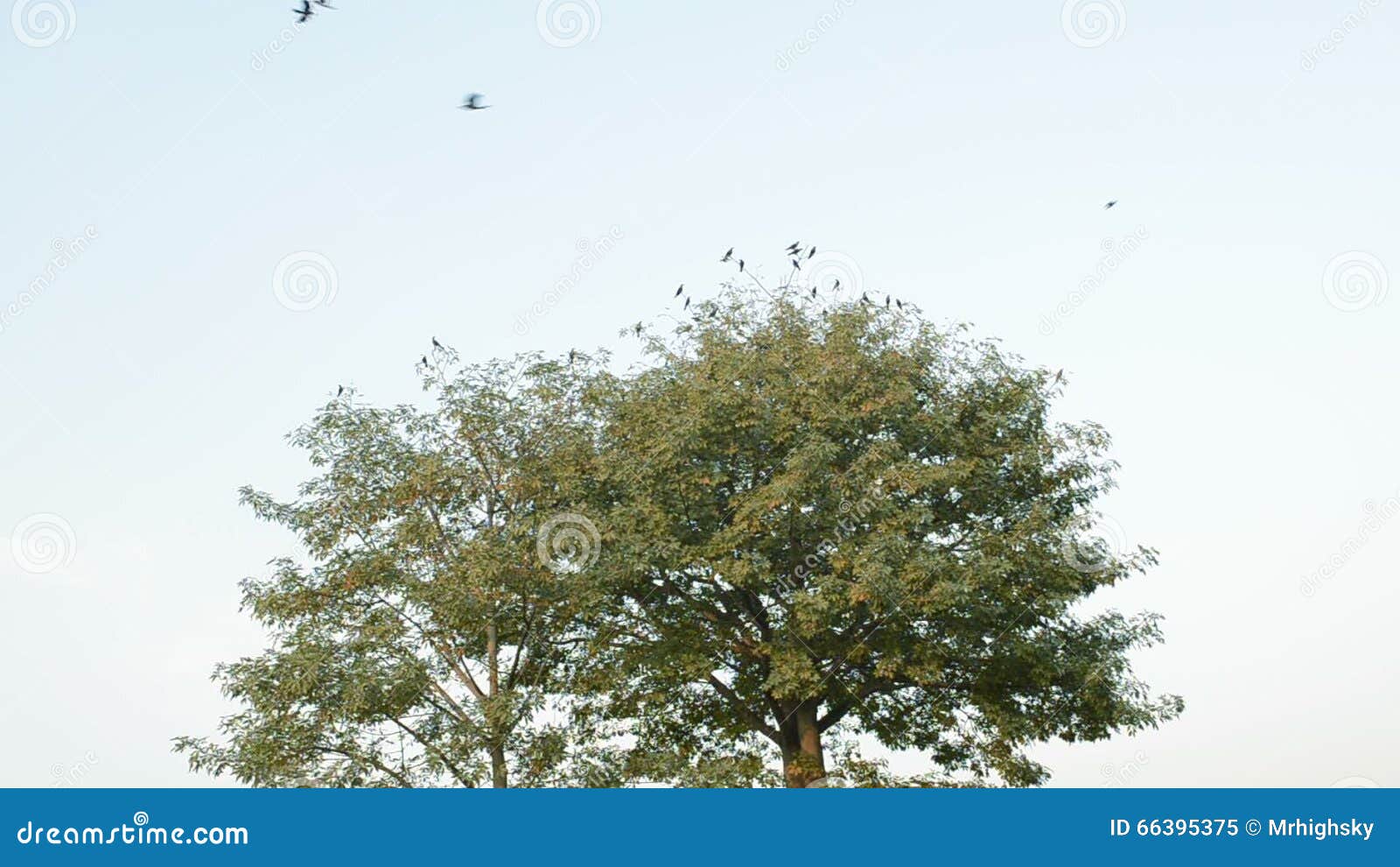 Crows Flying Away from a Tree Stock Video - Video of flying, away: 66395375