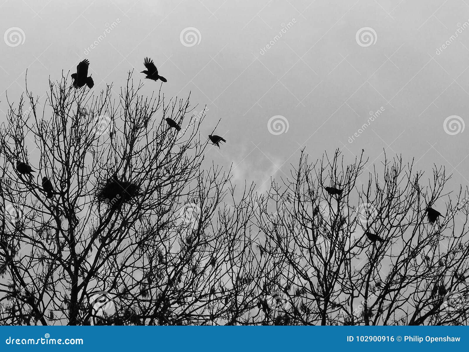 Crows Flying Over Trees Where they are Nesting in Early Spring Stock ...