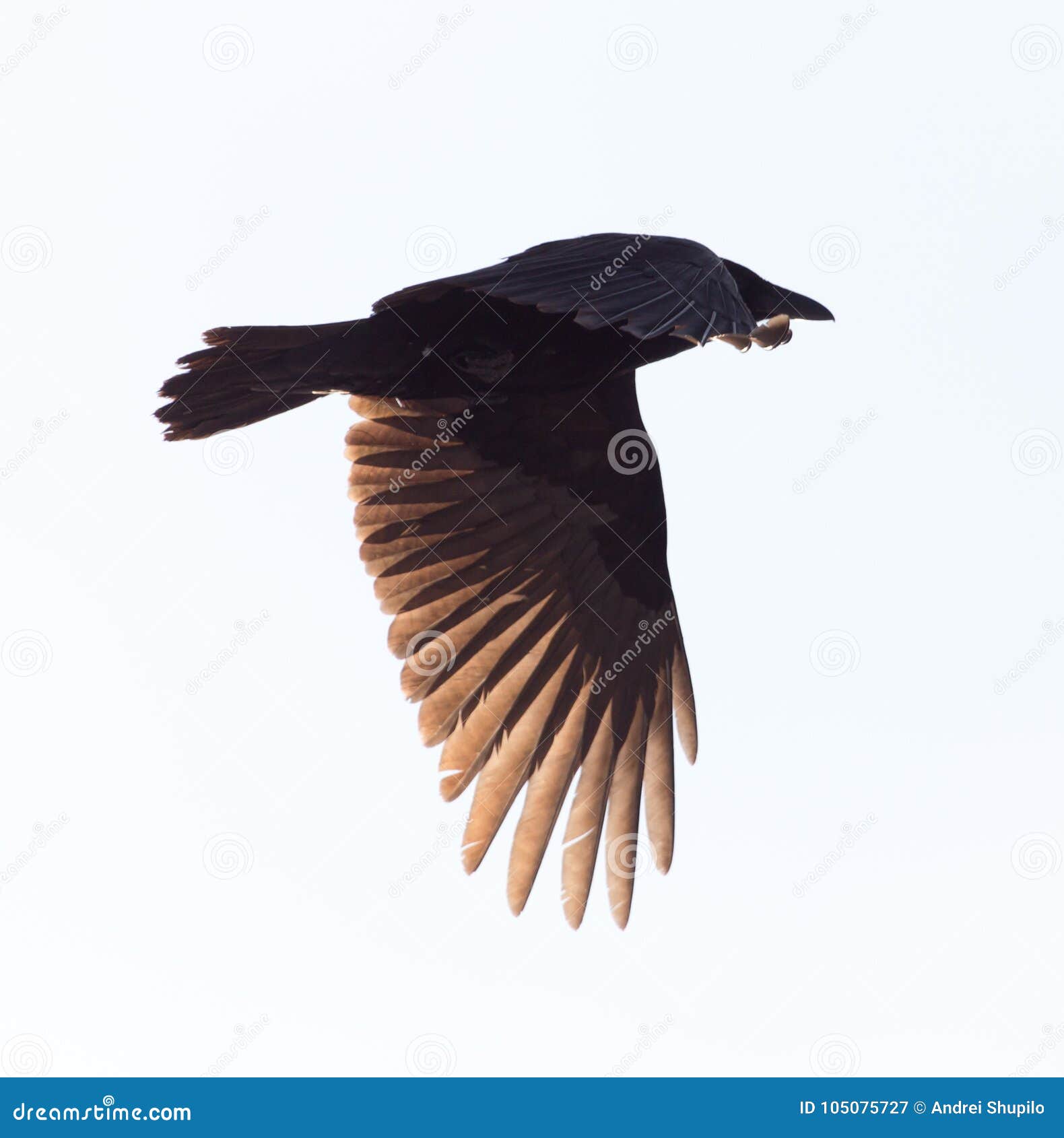 Crows flying in the sky stock image. Image of tree, blue - 105075727