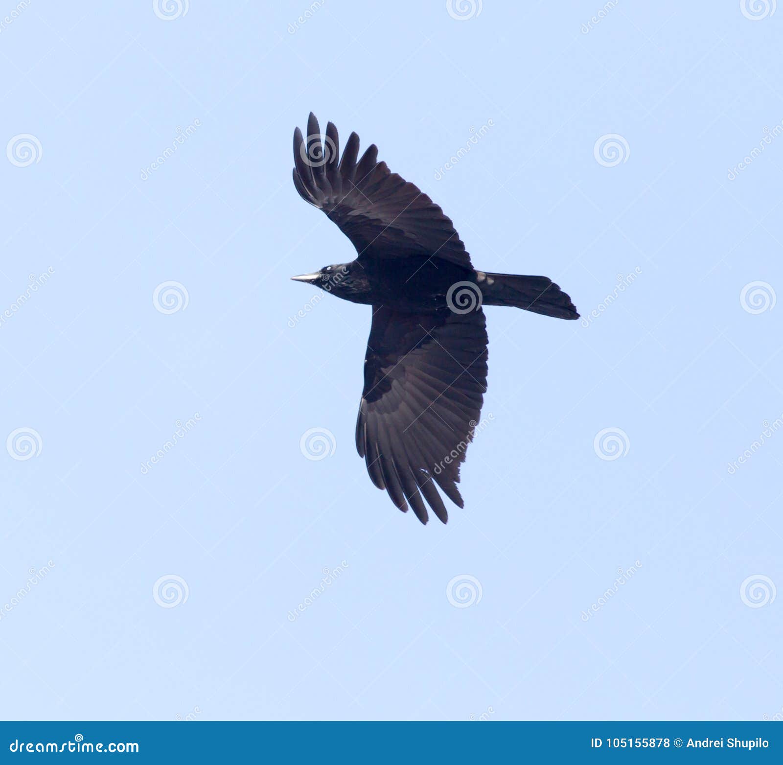 Crows flying in the sky stock photo. Image of hooded - 105155878