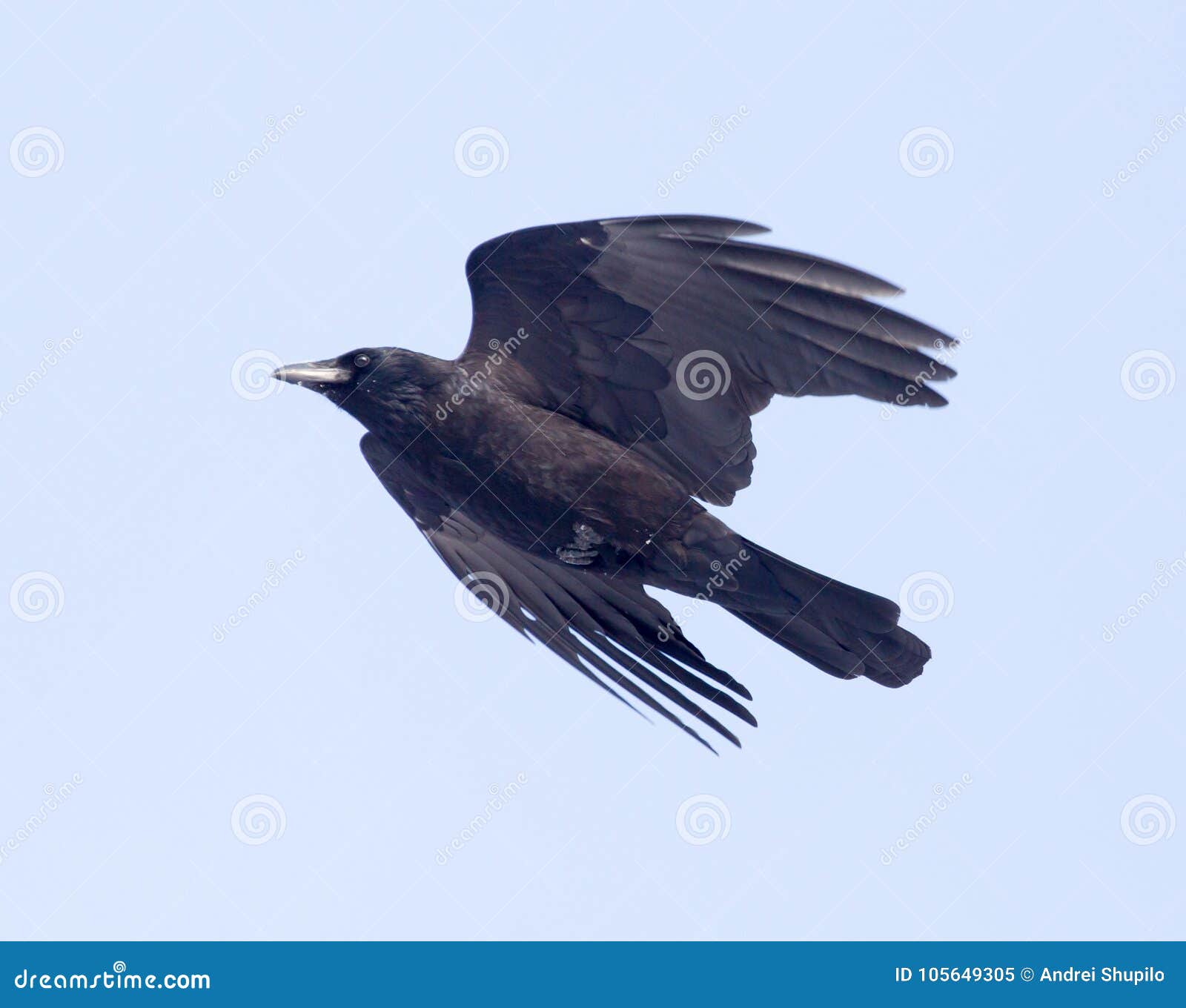 Crows flying in the sky stock image. Image of wild, hooded - 105649305