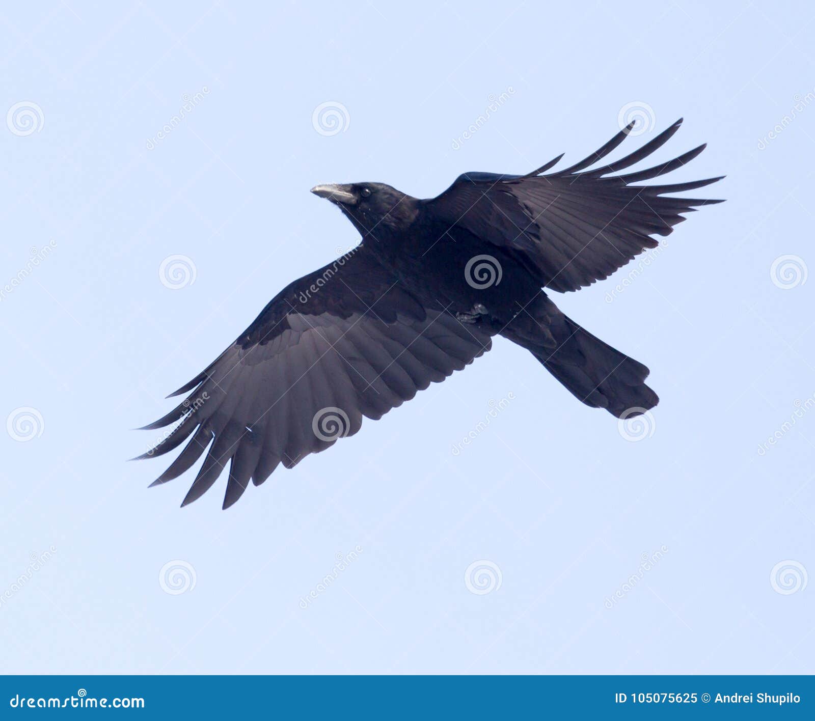 Crows flying in the sky stock image. Image of blue, black - 105075625