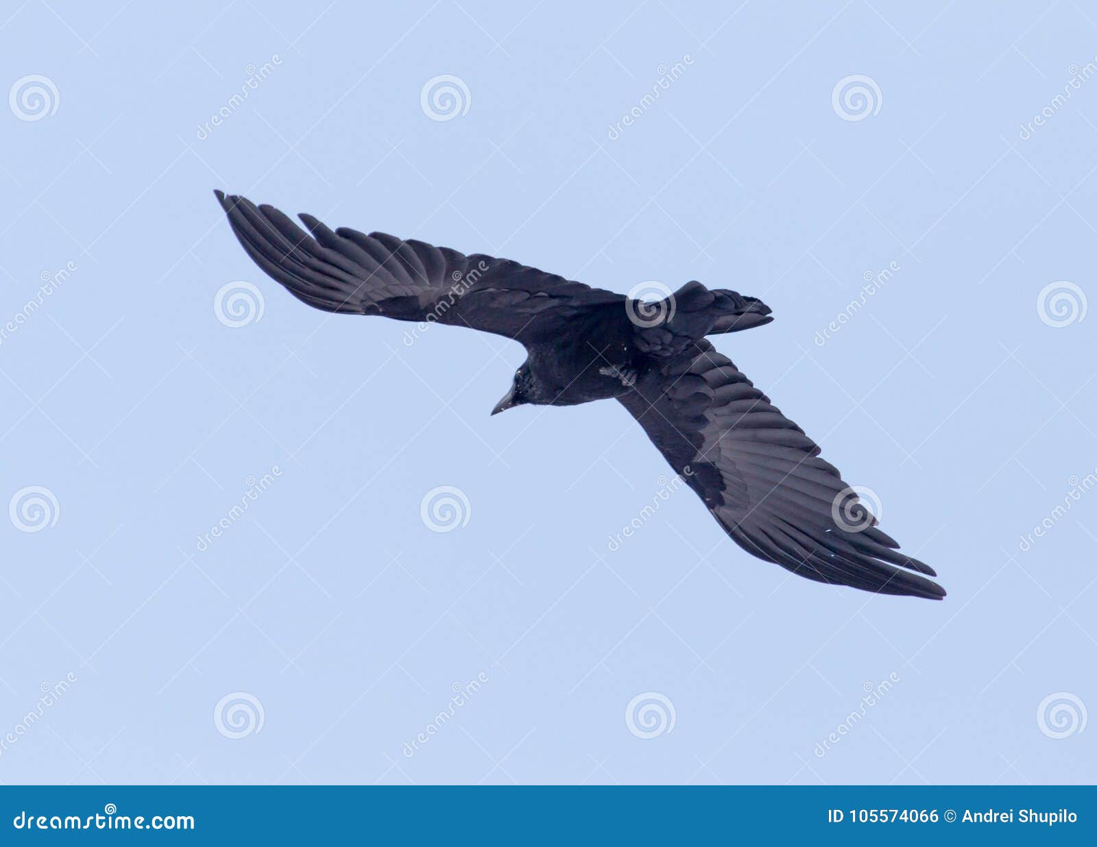 Crows flying in the sky stock photo. Image of bird, wild - 105574066
