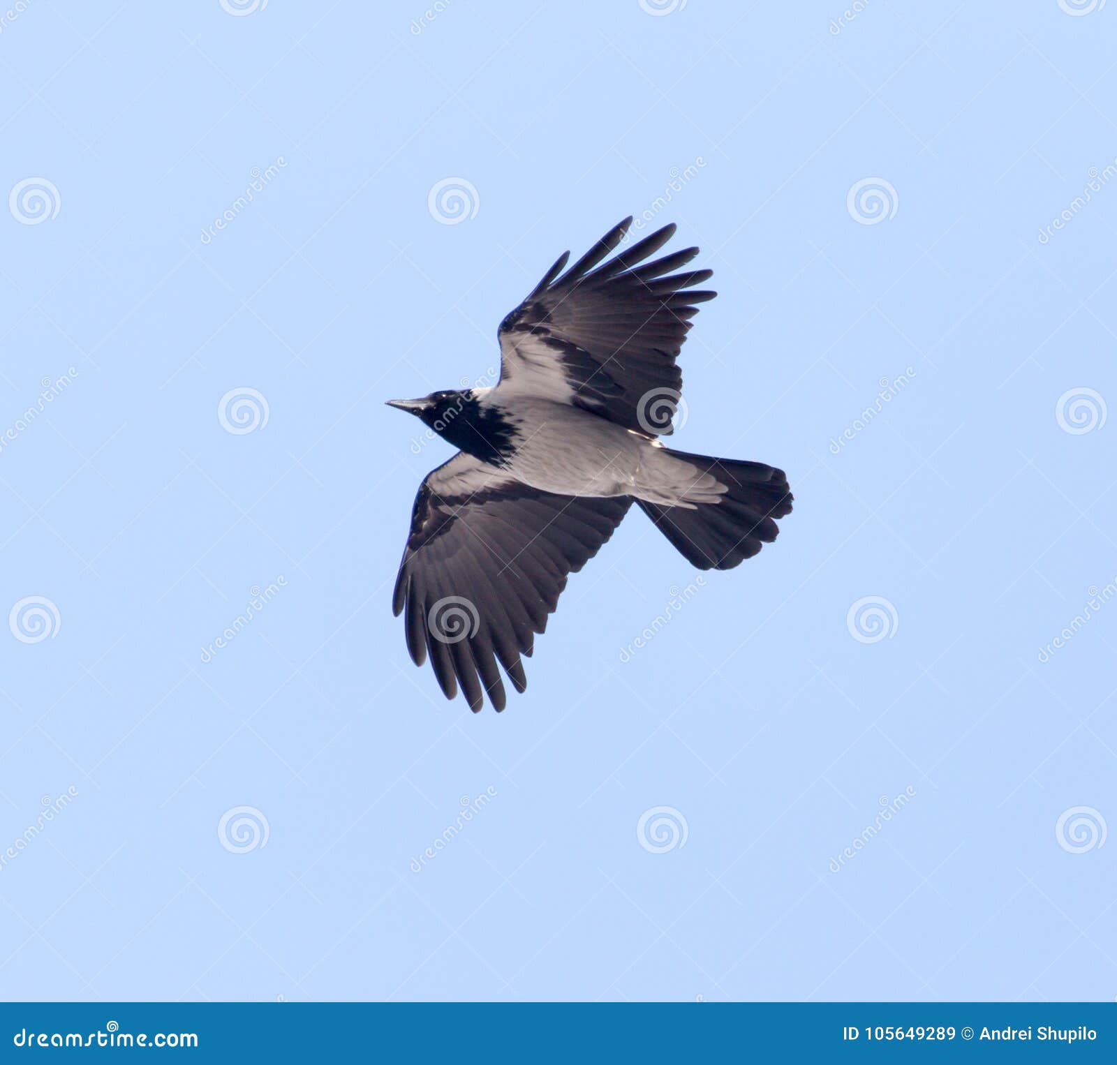 Crows flying in the sky stock image. Image of crows - 105649289
