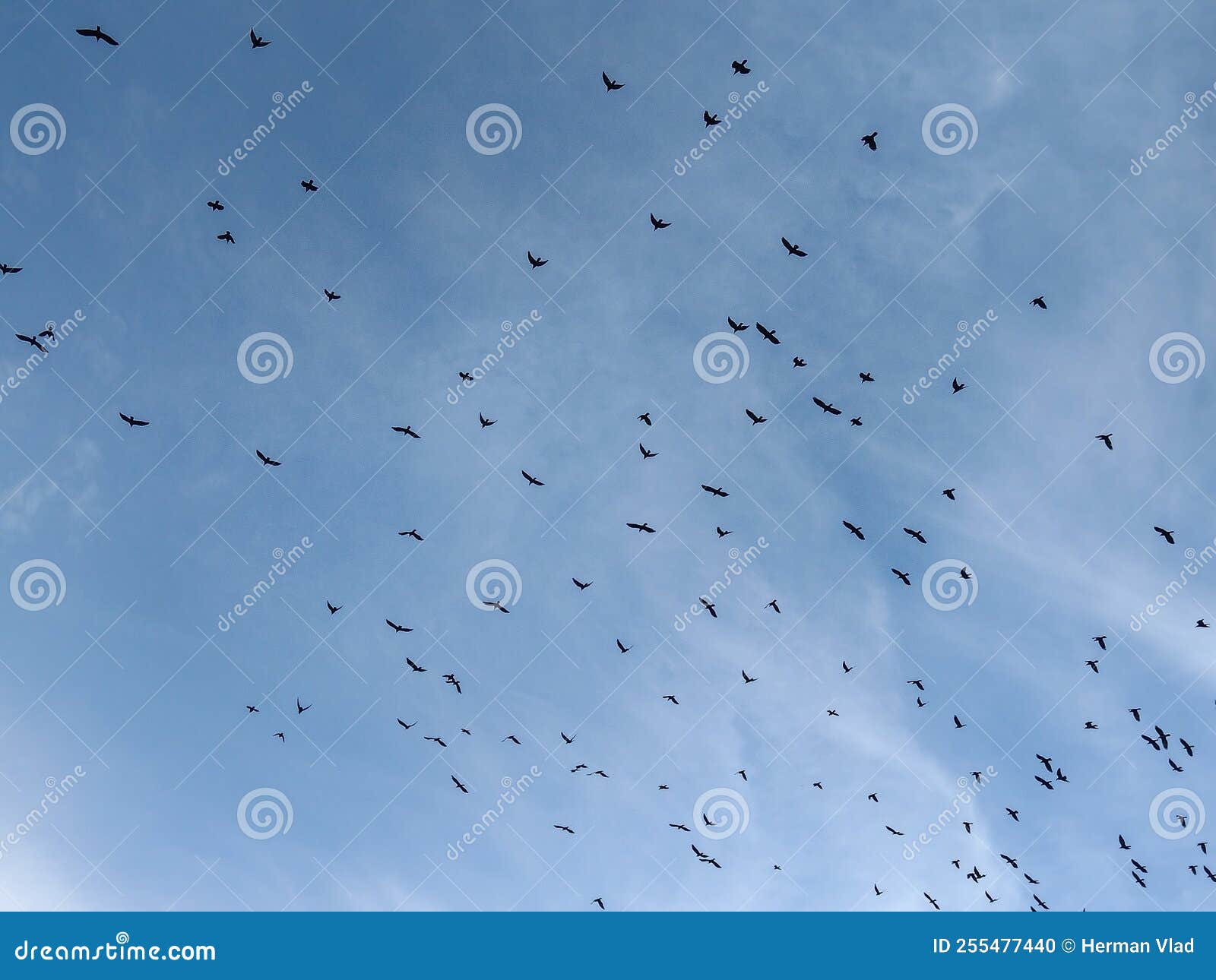 Crows Flying in the Sky in Romania Stock Photo - Image of crow, natural ...