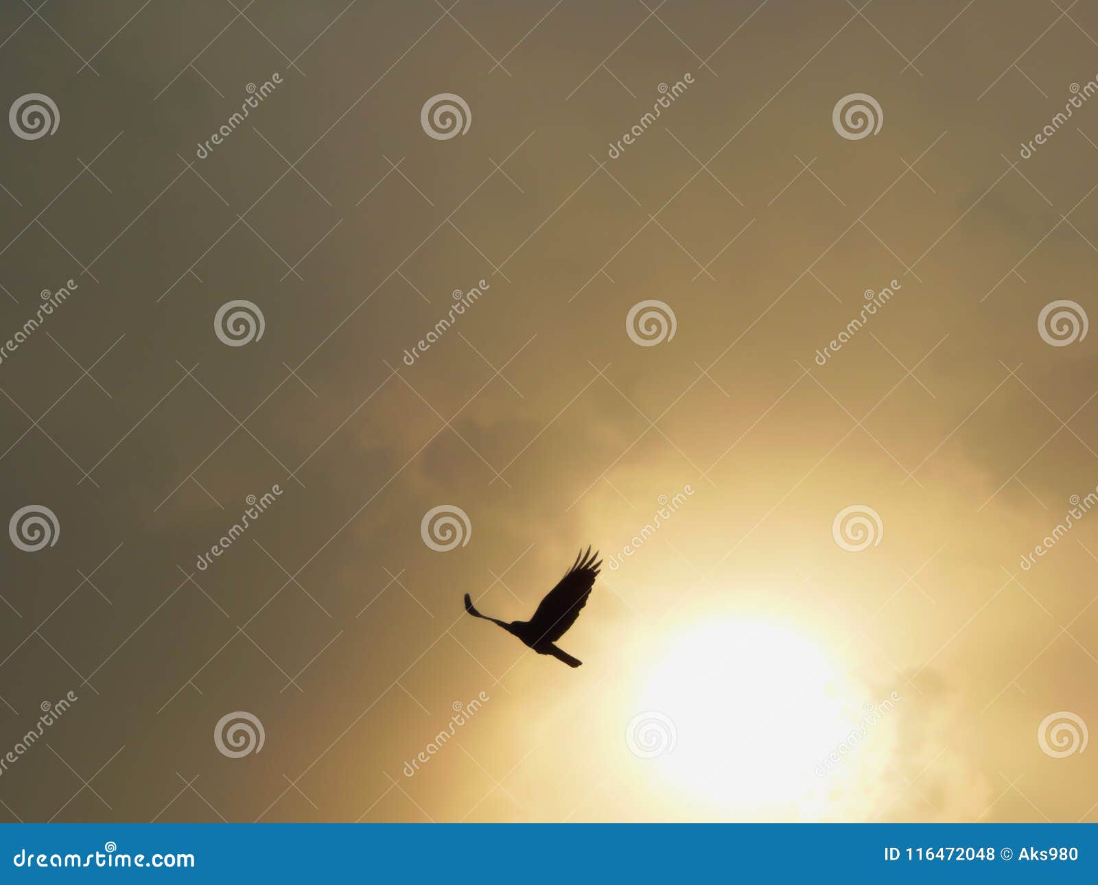 Crows Flying White Passing by the Glowing Sun on a Cloudy Day Stock ...