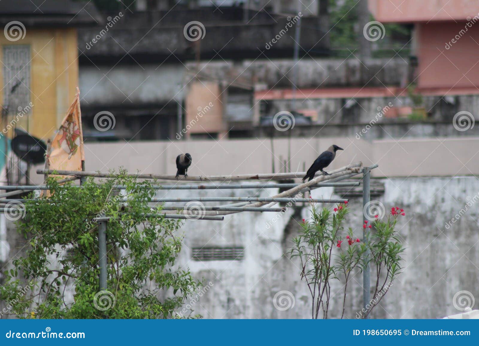 Crows friendship stock image. Image of bird, crows, iron - 198650695