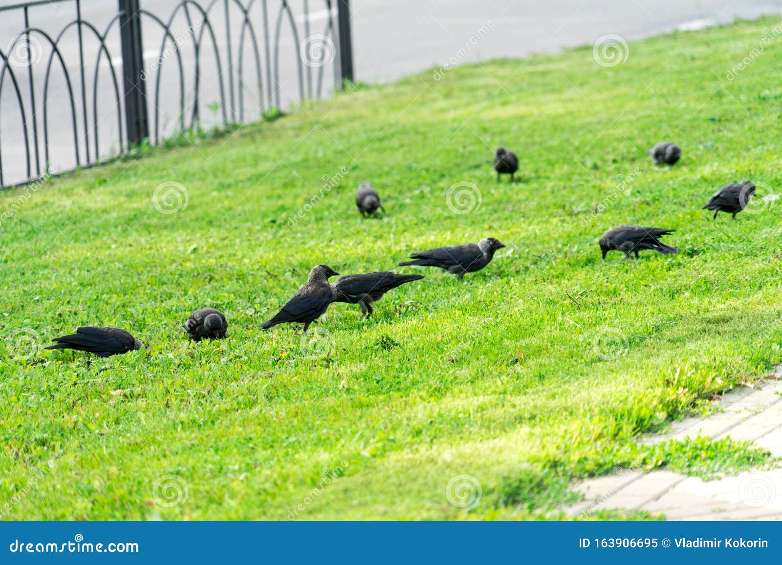 Crows on the Grass. Crows Looking for Food on the Lawn Stock Image ...