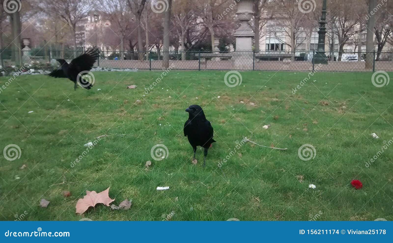 Crows in the Grass in a Square Stock Photo - Image of feather, square ...