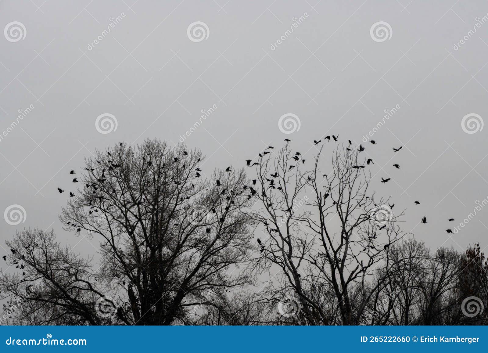Crows on grey winter sky stock photo. Image of perched - 265222660