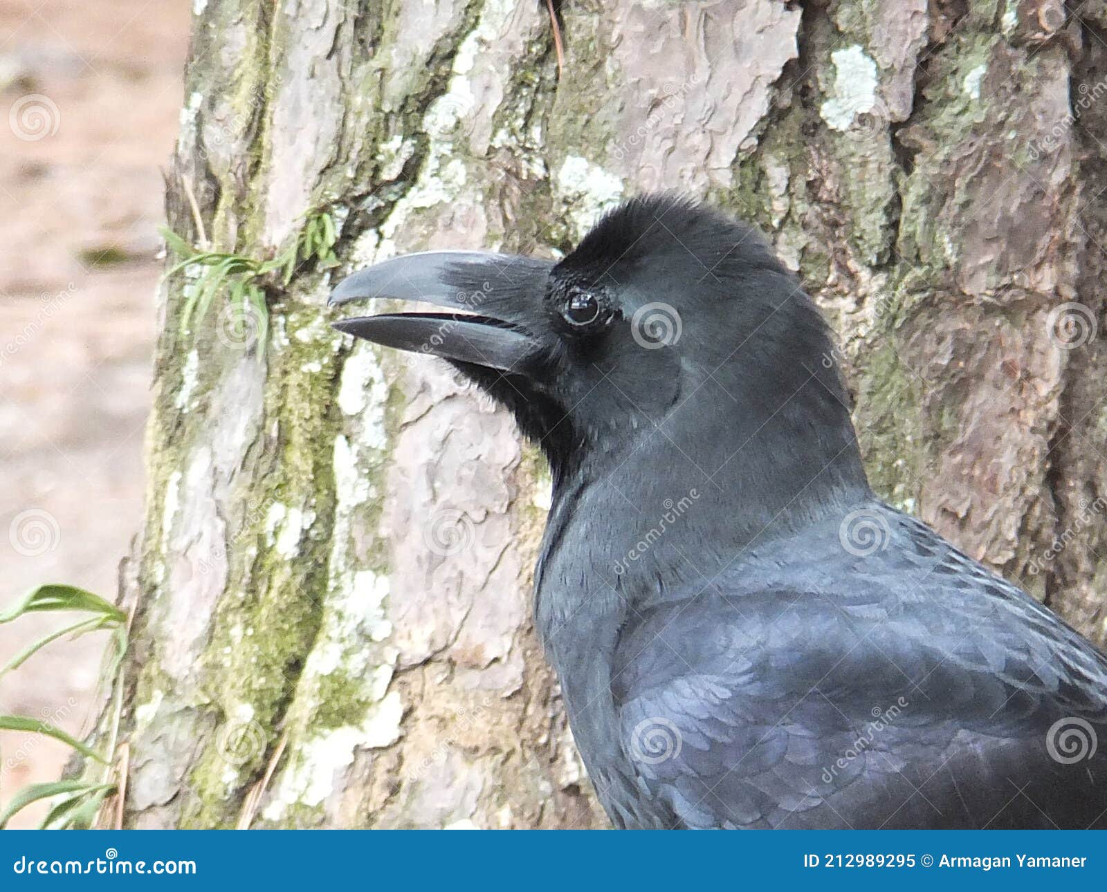 A Crows Head Close Up Next To a Tree Trunk Stock Image - Image of ...