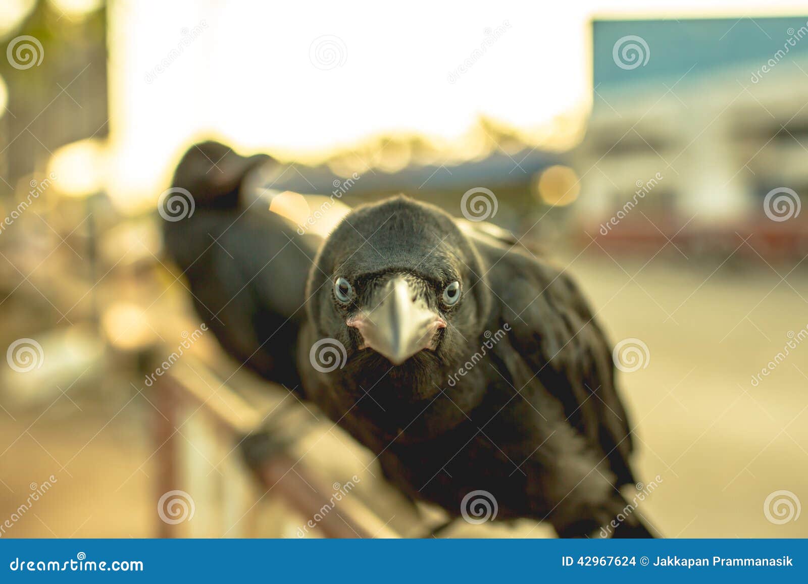 Crows Holding on Iron Traffic Barrier Stock Photo - Image of light ...