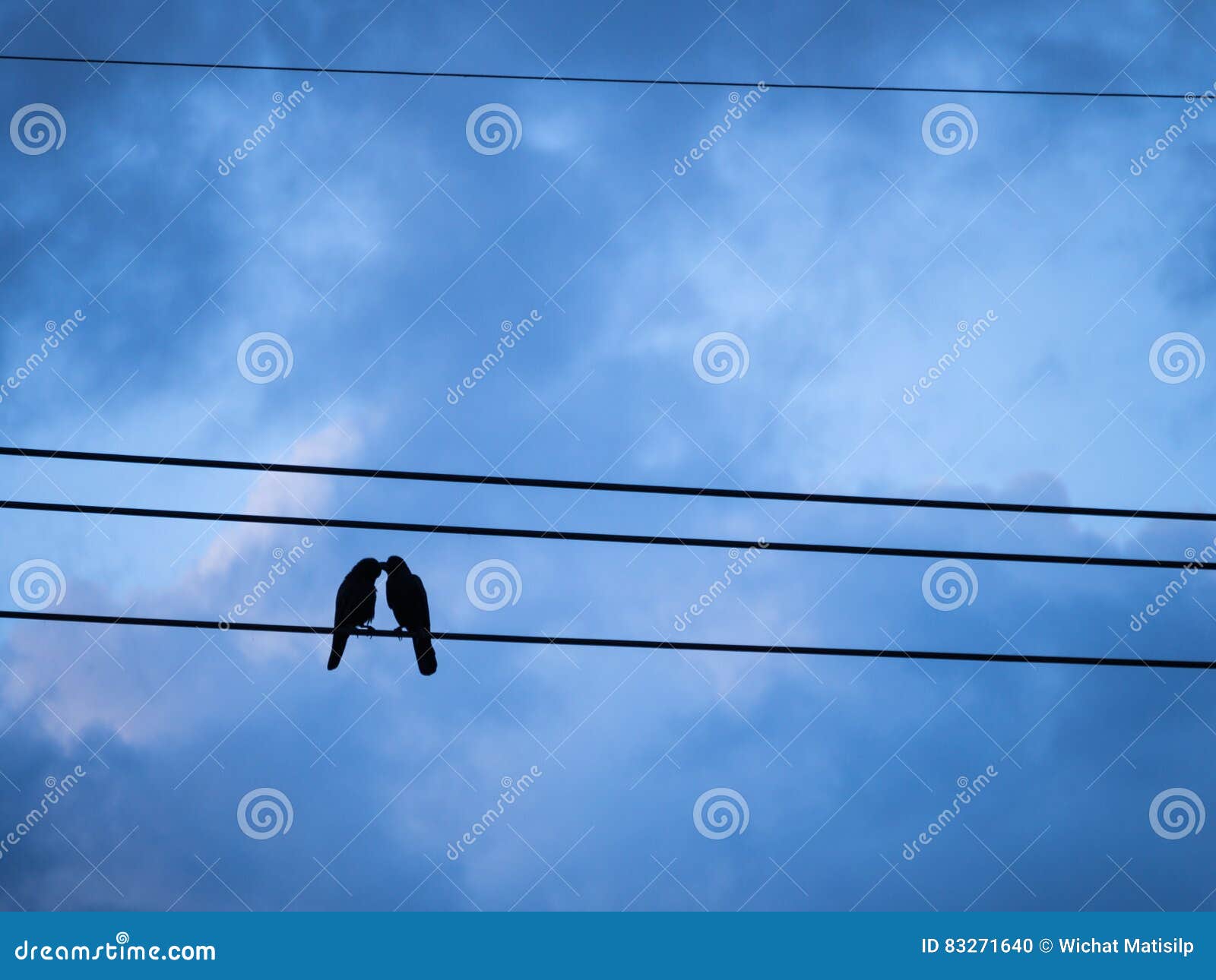 Crows Kissing on a Wire stock photo. Image of fence, alone - 83271640
