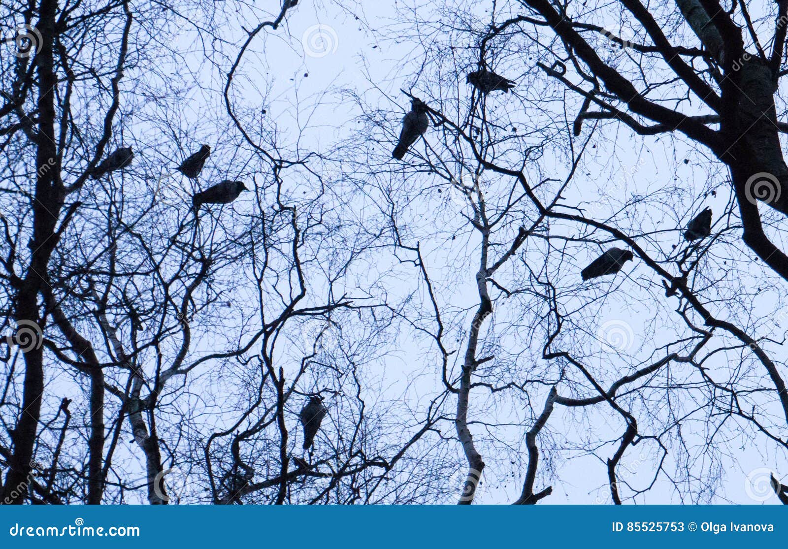 Crows in the morning stock image. Image of blue, empty - 85525753