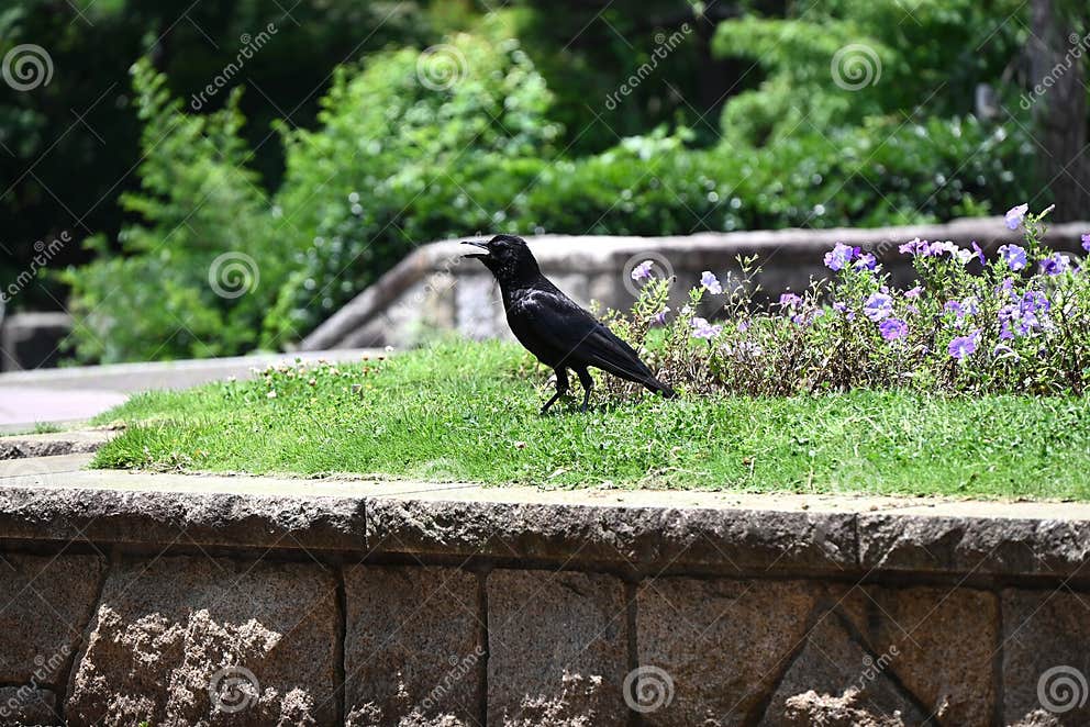 Crows in Natural Scenery. Wild Bird Background. Stock Image - Image of ...