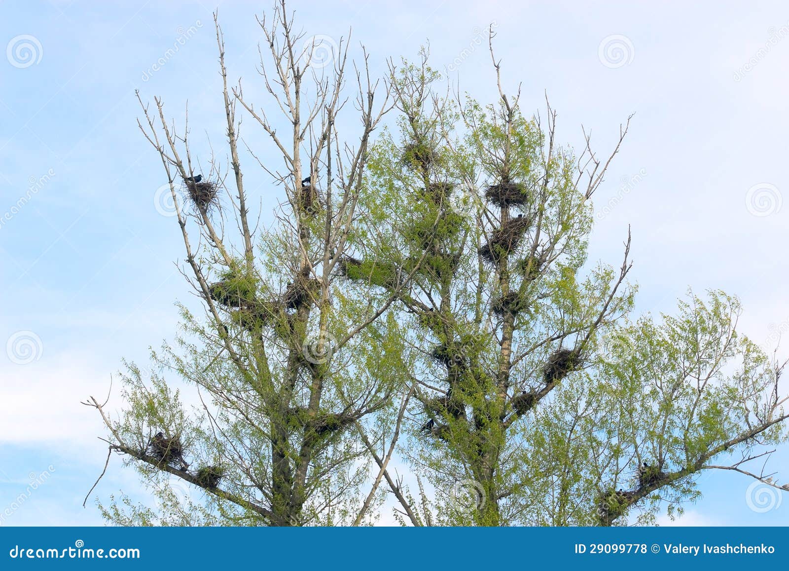 Crows nest stock photo. Image of horizontal, rookery - 29099778