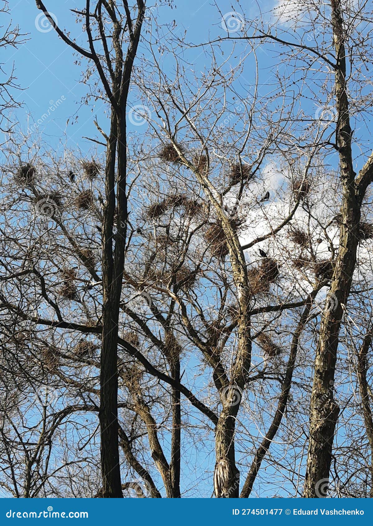 Crows Nest on a Tall Tree in the Park Stock Image - Image of landscape ...