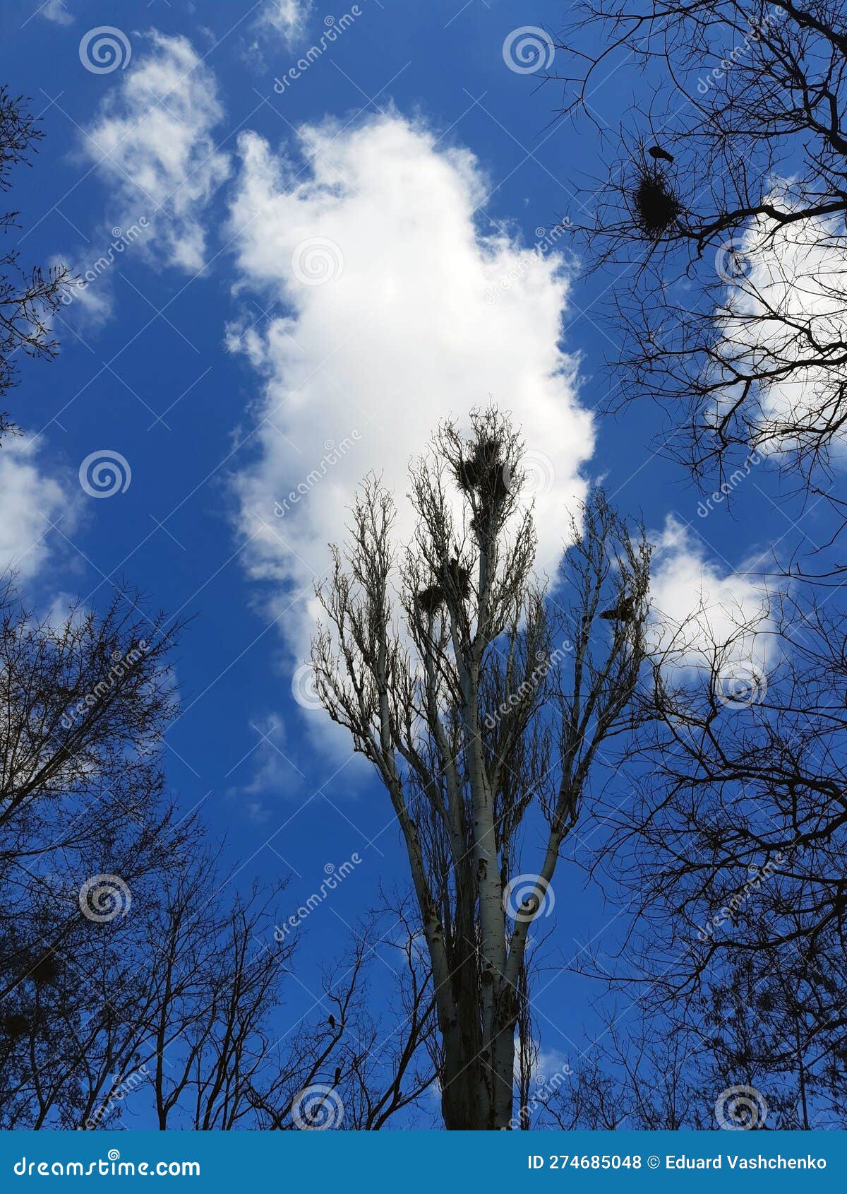 Crows Nest on a Tall Tree in the Park Stock Photo - Image of family ...