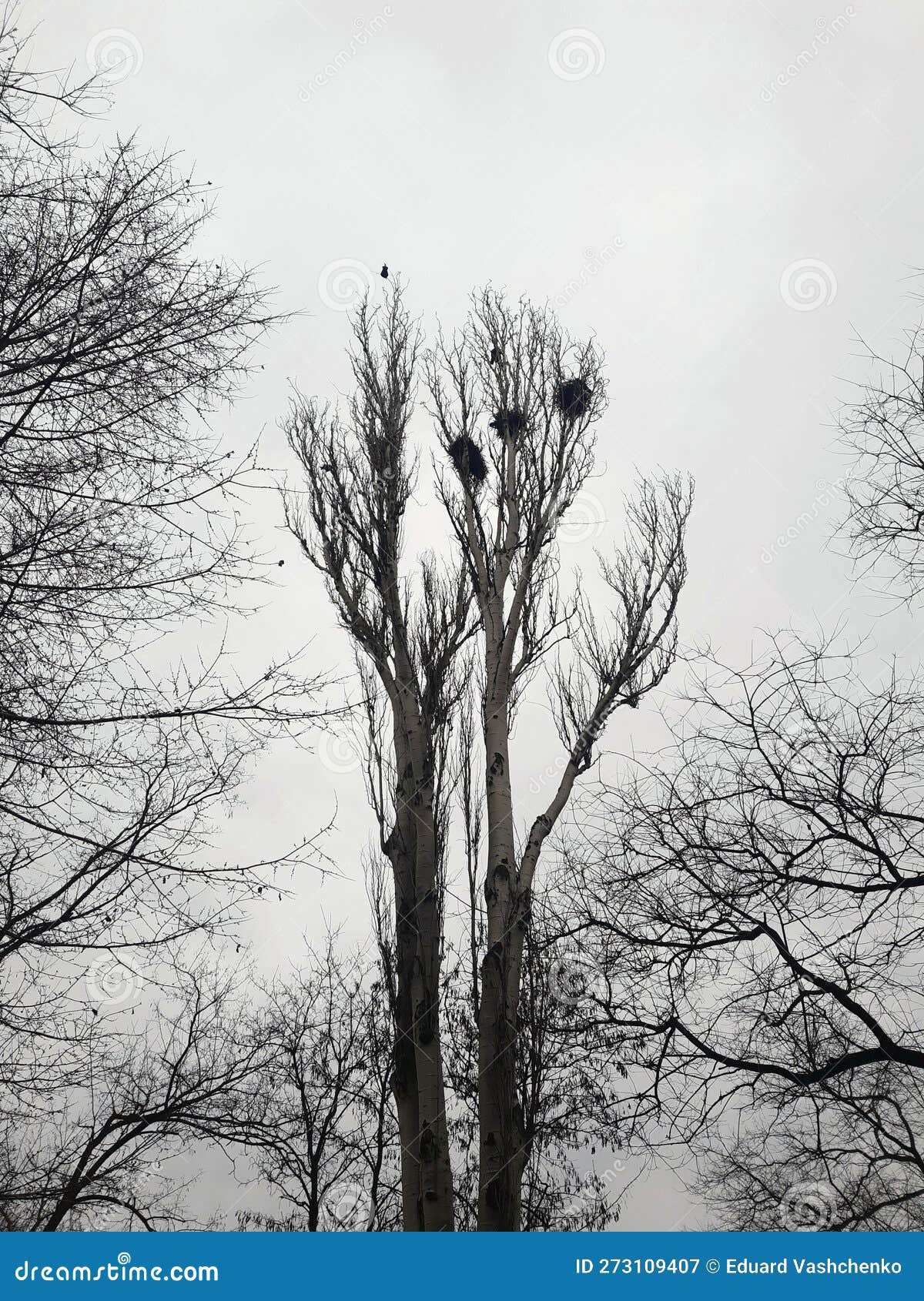 Crows nest on a tall tree stock image. Image of flora - 273109407