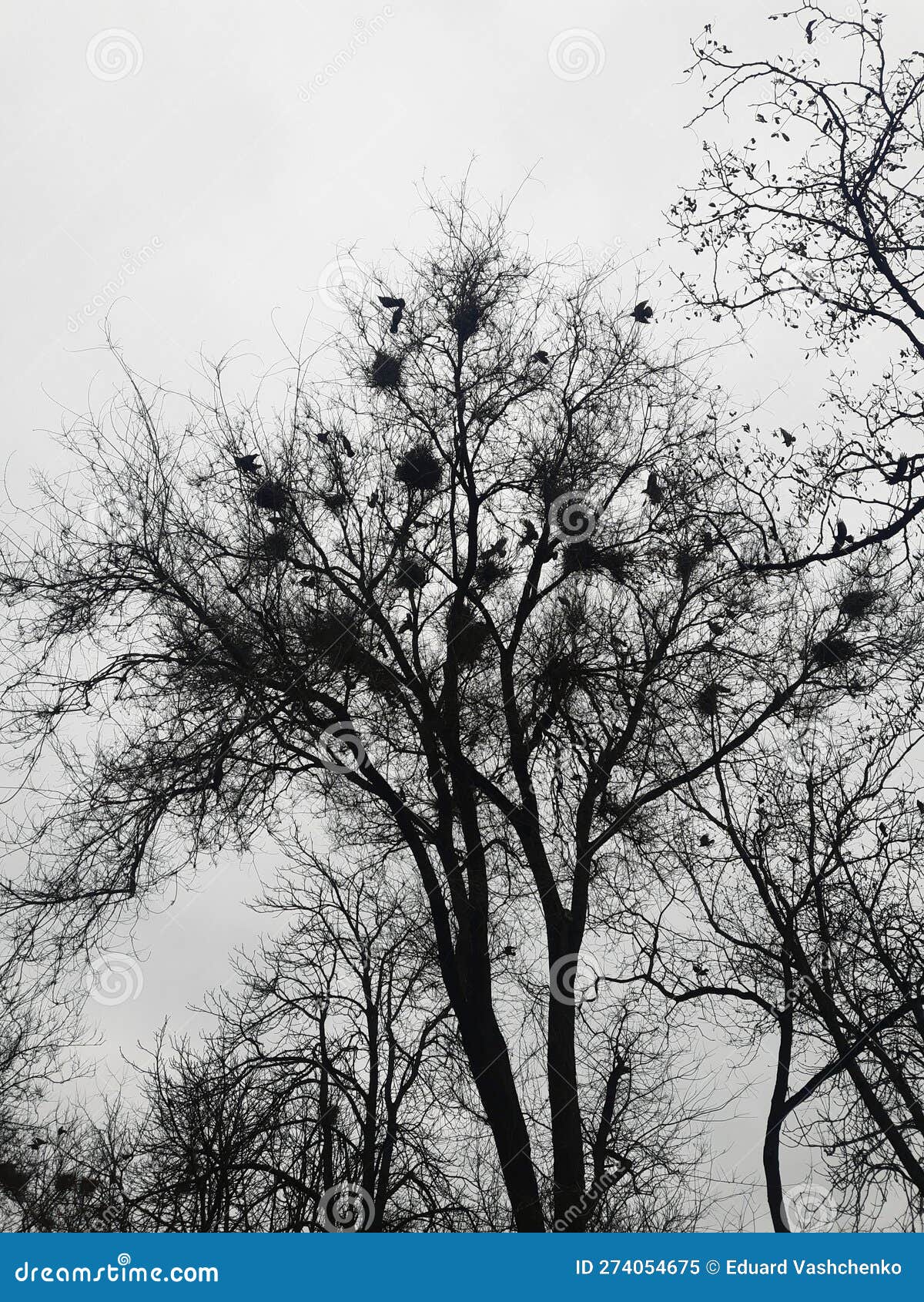 Crows nest on a tall tree stock image. Image of operation - 274054675