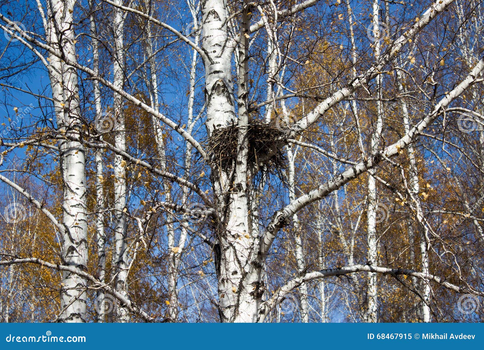 Crows nest stock image. Image of younglings, spring, black - 68467915