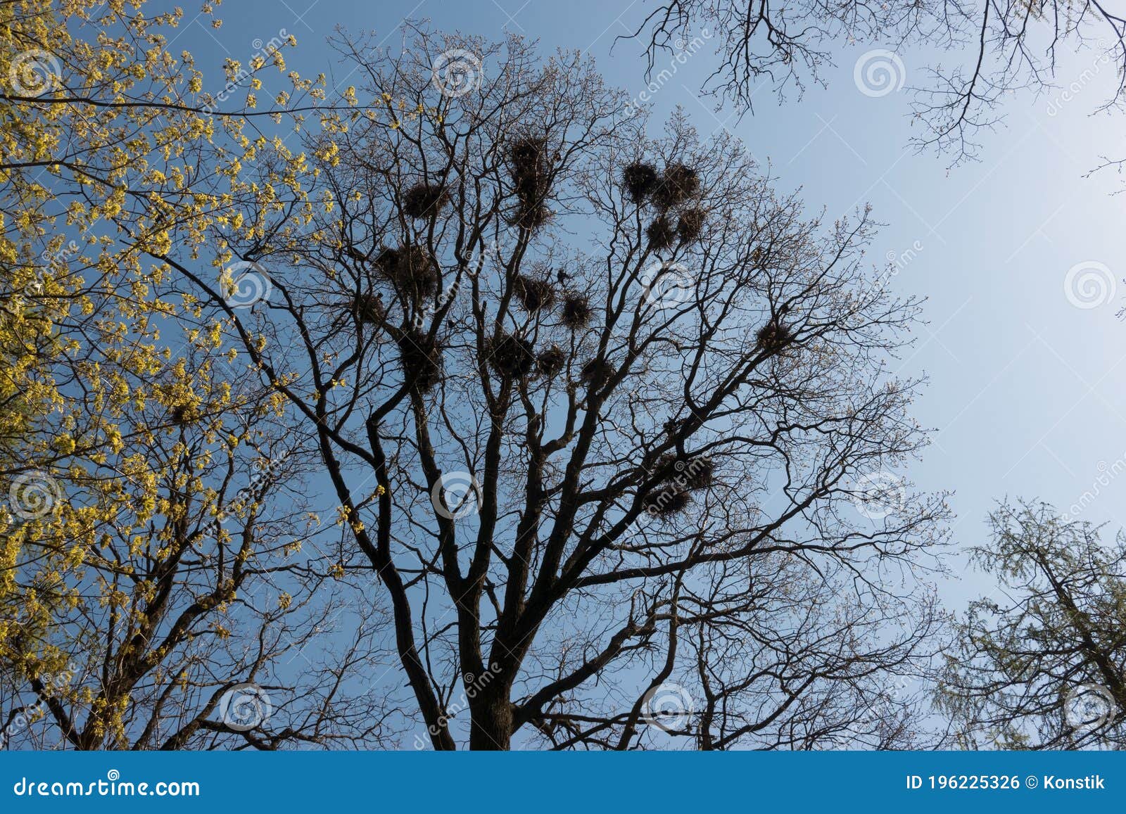 Crows Nests on Tree Branches Stock Photo - Image of group, spring ...