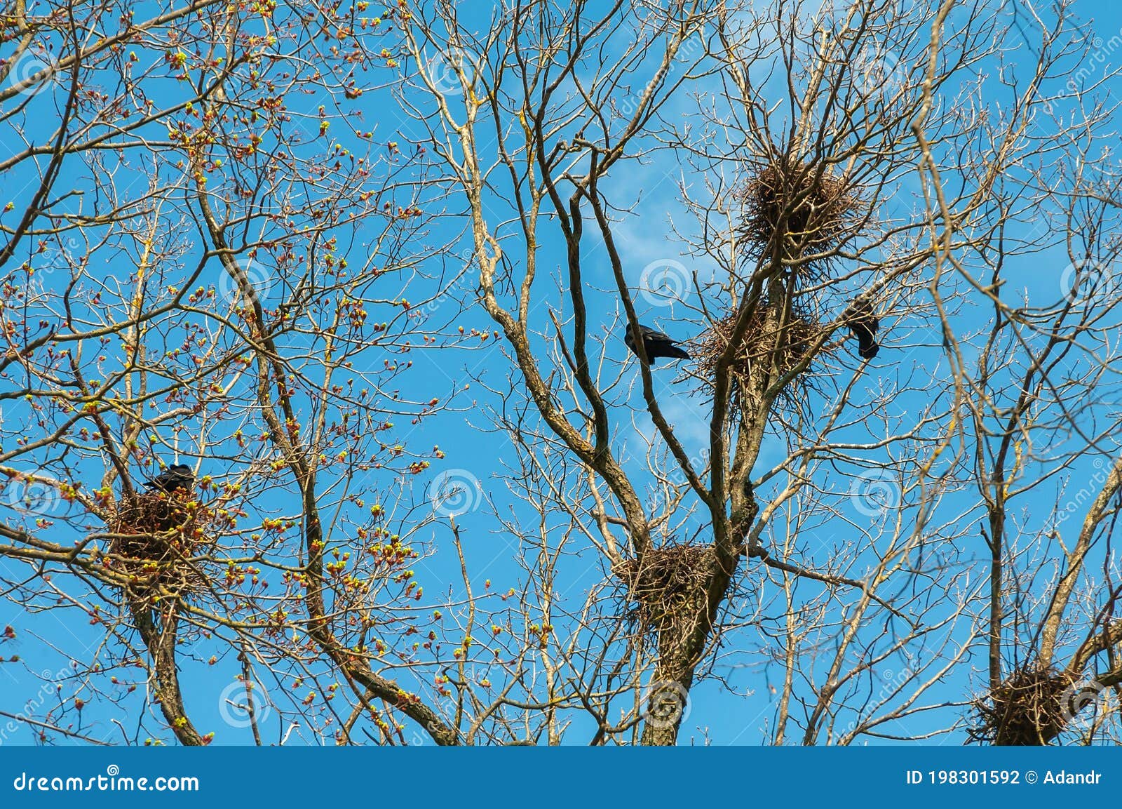 Crows Nests on a Tree on a Clear Spring Day Stock Photo - Image of leaf ...