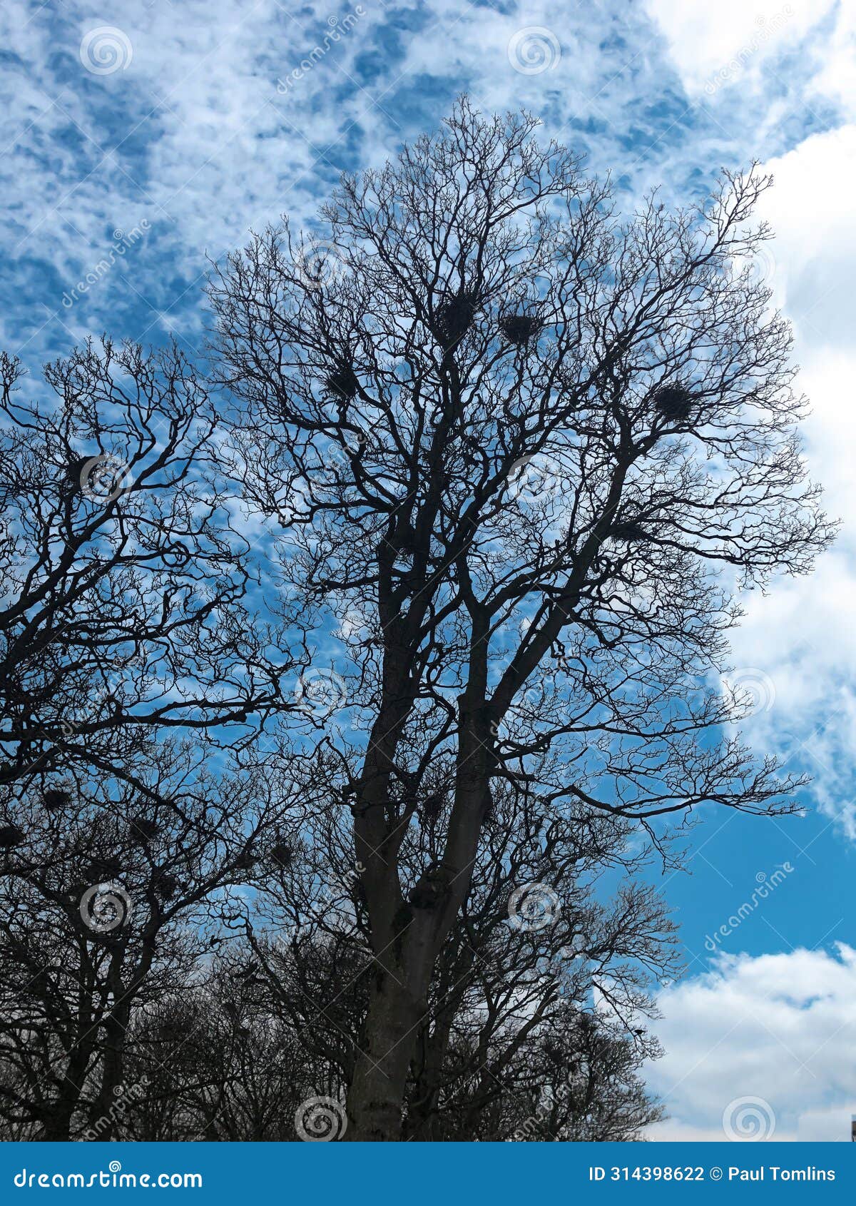 Crows nests in trees stock photo. Image of reflection - 314398622