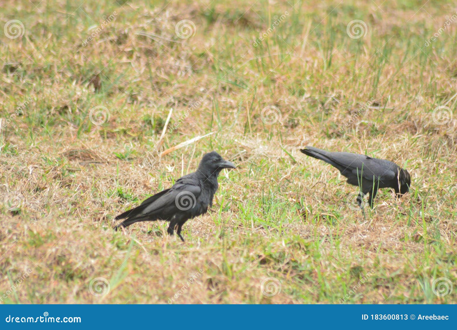 Crows on paddy field stock image. Image of field, crows - 183600813