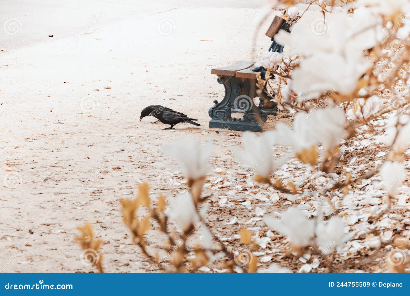 Crows in the Park on the Ground. Spring Blurred Magnolia Background ...