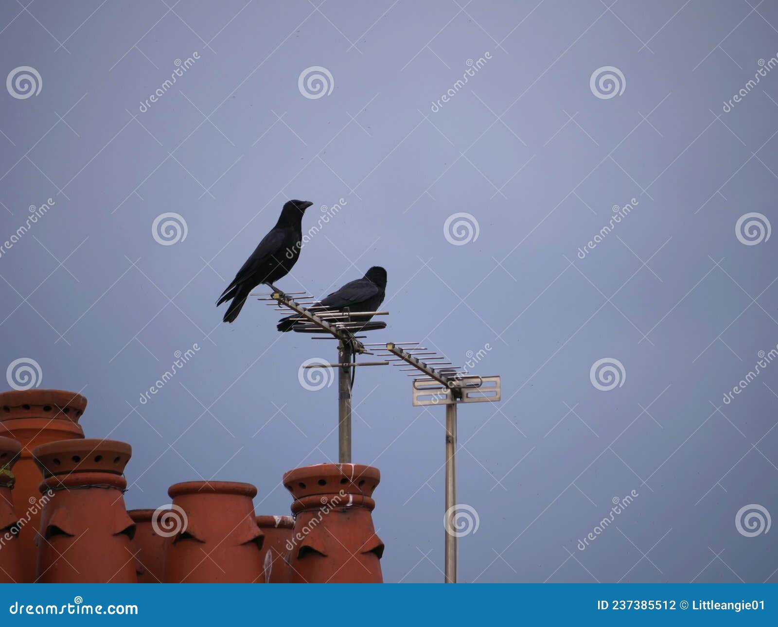 Crows Perch on a House Roof in Suburbs Stock Photo - Image of animal ...