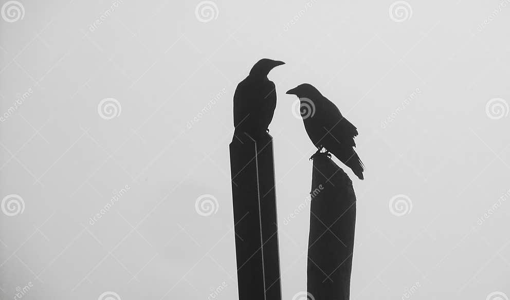 Crows Perch on Tree Top of Posts Stock Image - Image of fence, birds ...