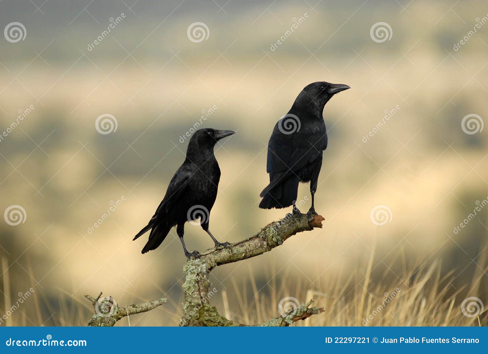 Crows Perched on a Natural Host Stock Image - Image of crows, fauna ...