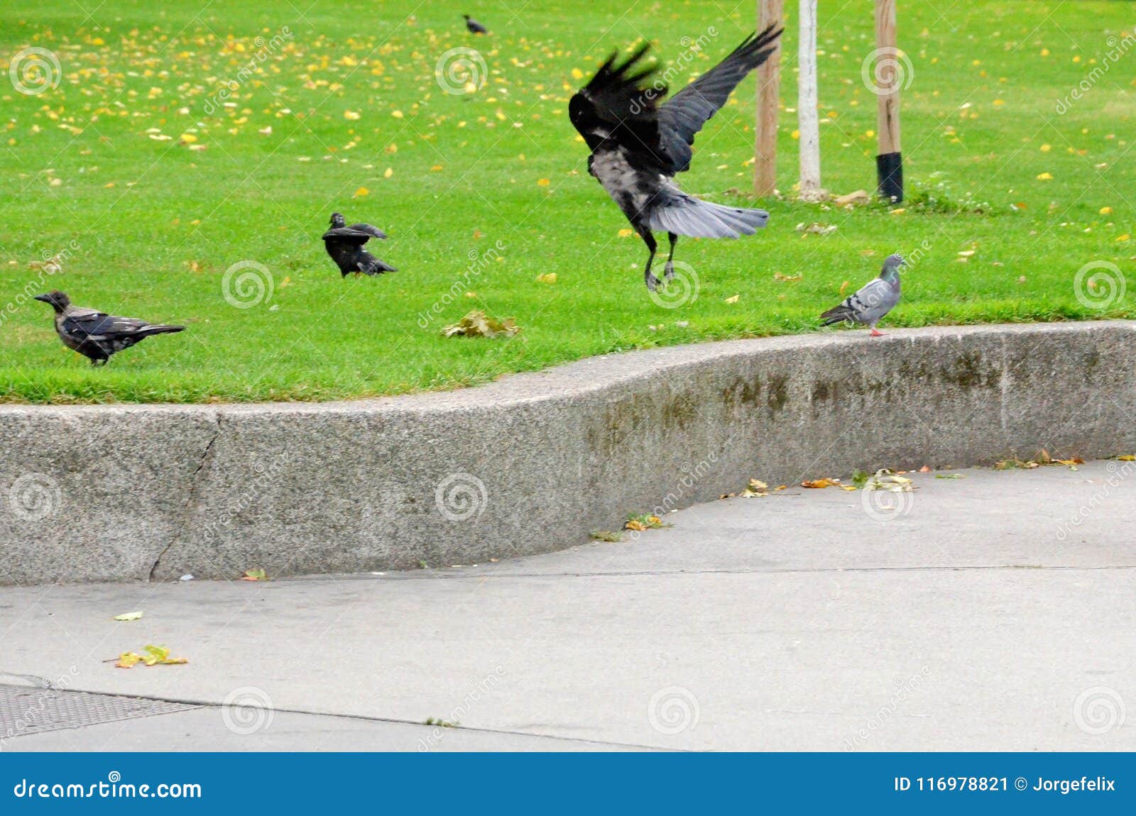 Crows and Pigeons in the Park Stock Image - Image of wildlife, crow ...