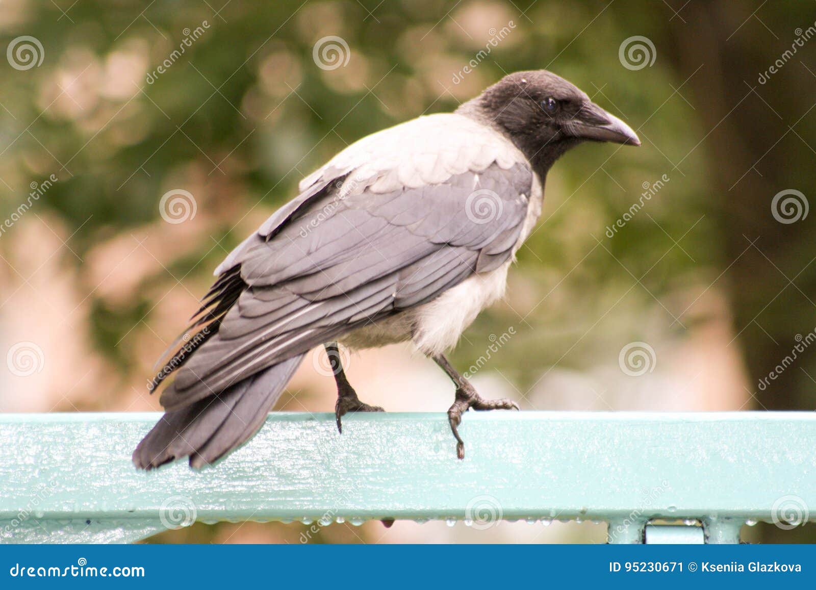 Crows on the Playing Field with Their Backs Stock Image - Image of ...