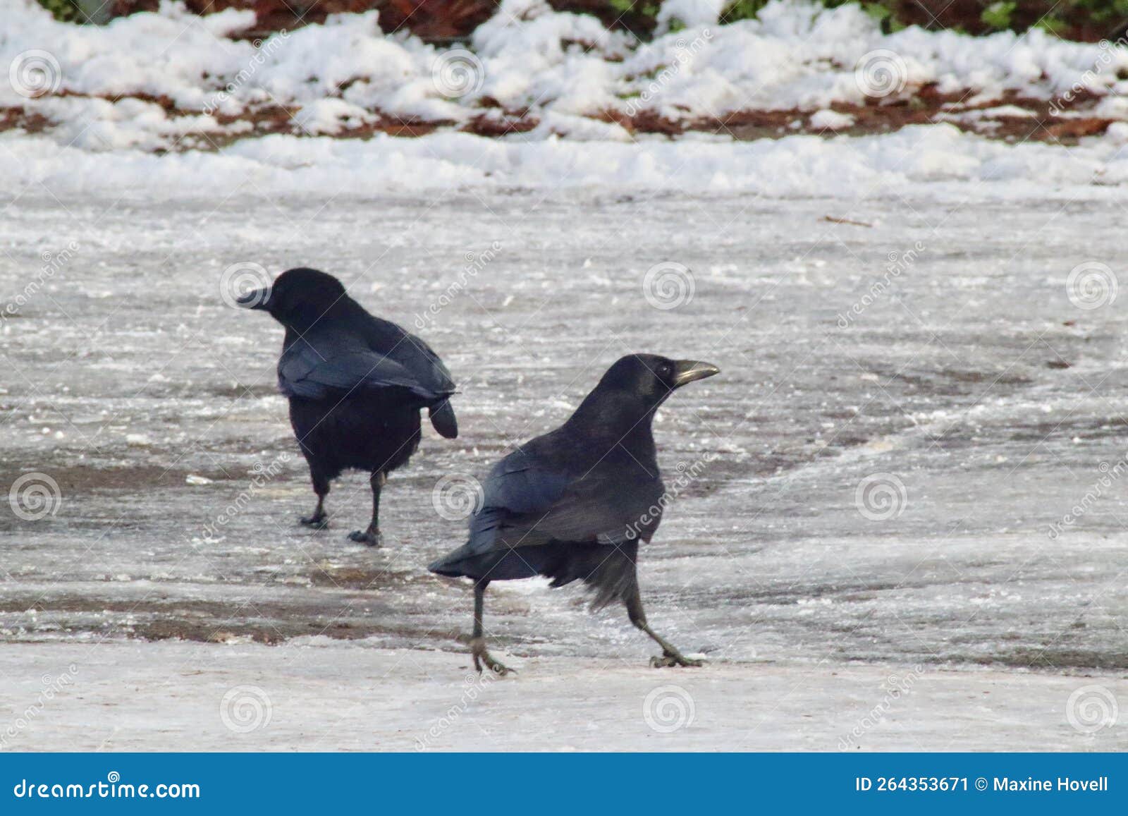 Crows playing in the snow stock image. Image of duck - 264353671