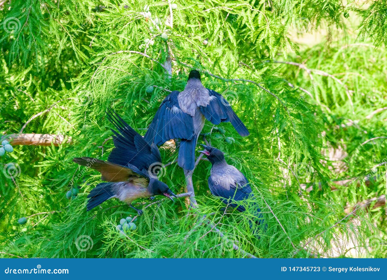 Crows Quarrel among Themselves. Stock Image - Image of bird, animal ...