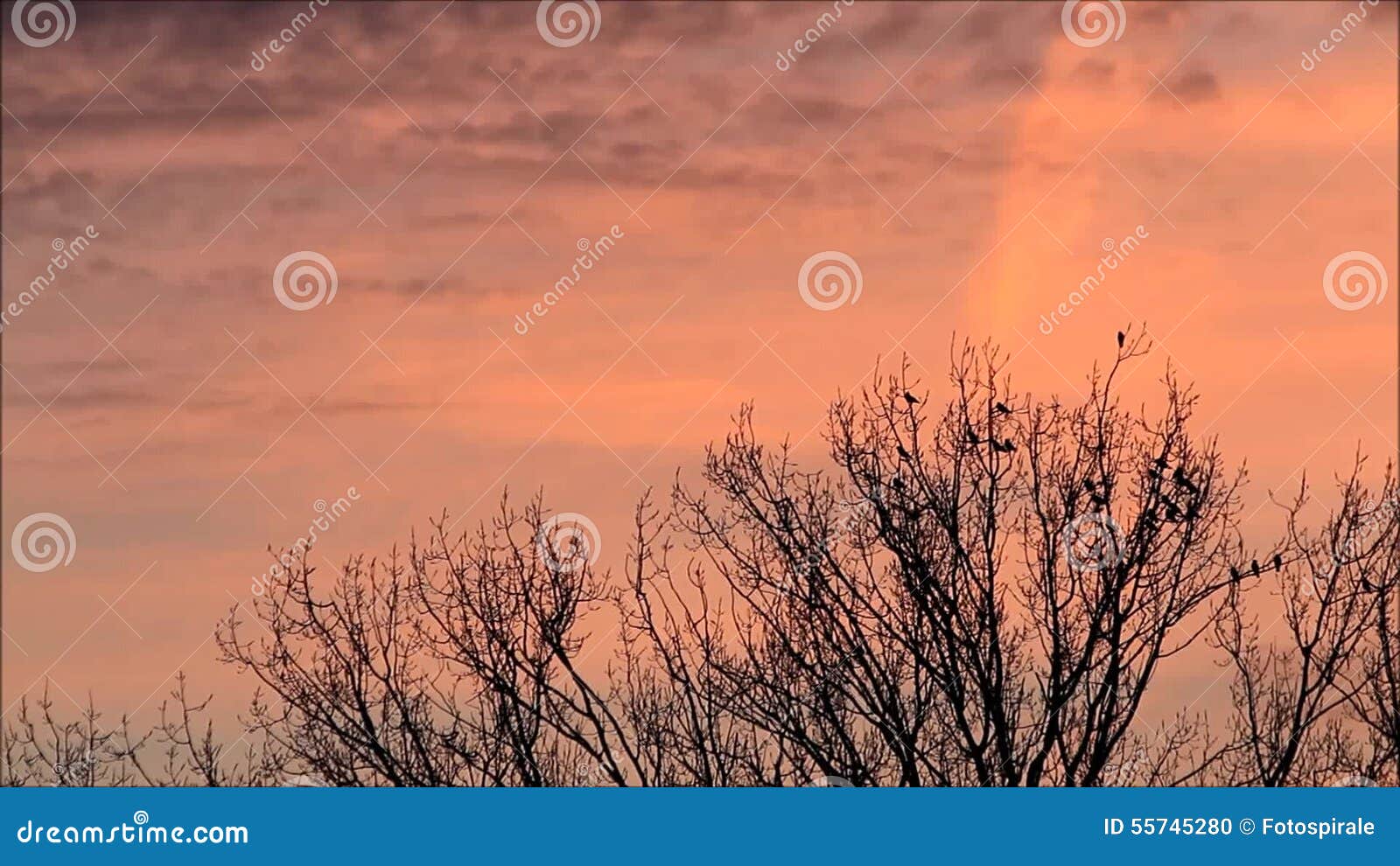 Crows, Raven, Black Birds, Sunset, Background Red Clouds Stock Footage ...