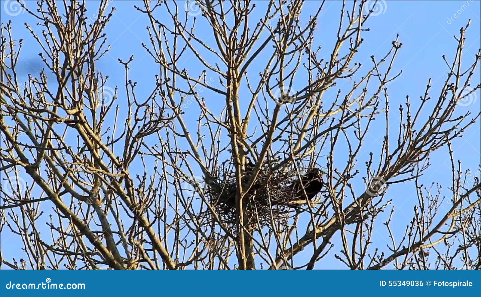 Crows ,raven, Nest Building in a Tree, Spring, Sweet Home Stock Footage ...
