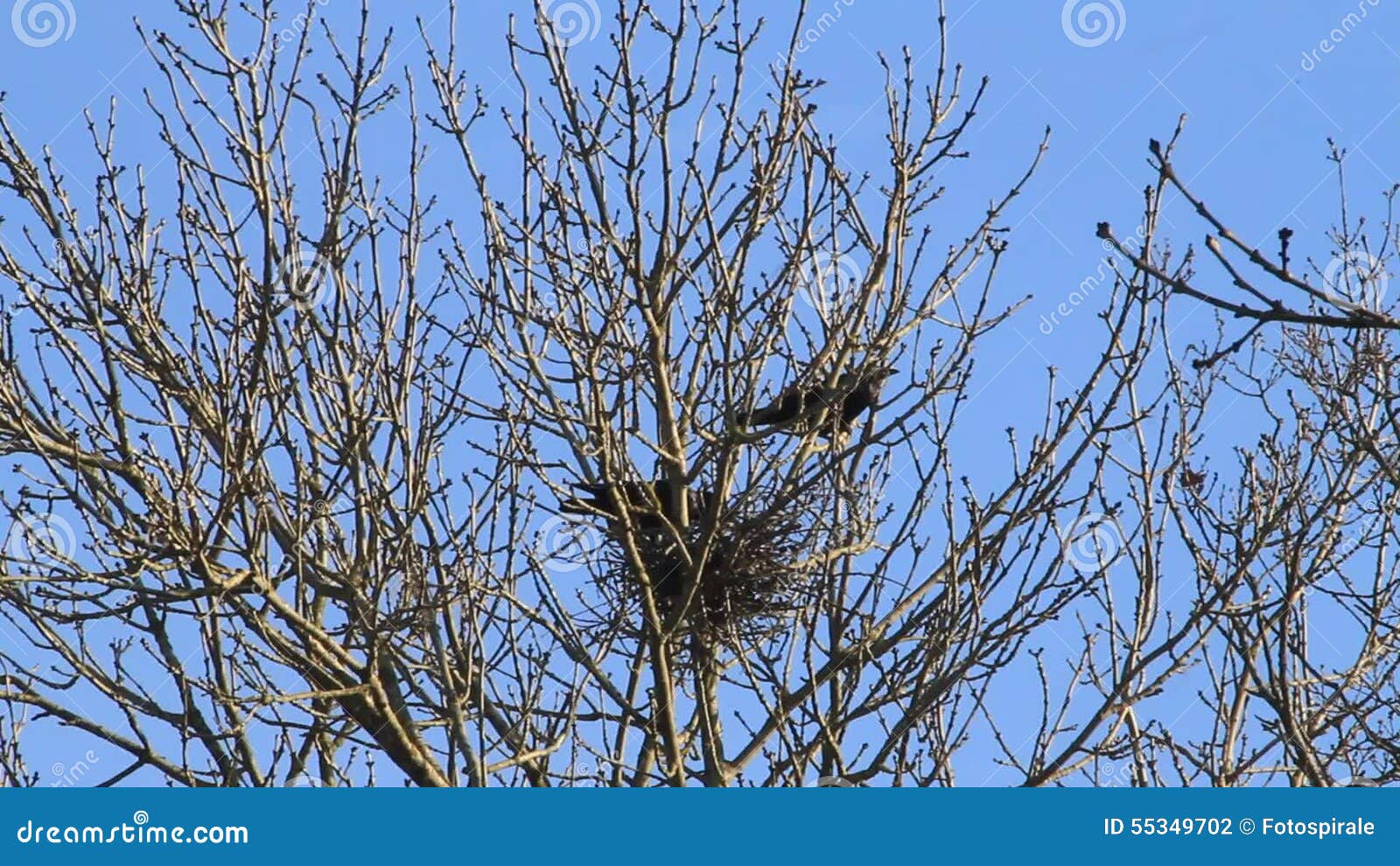 Crows ,raven, Nest Building in a Tree, Spring, Sweet Home Stock Footage ...