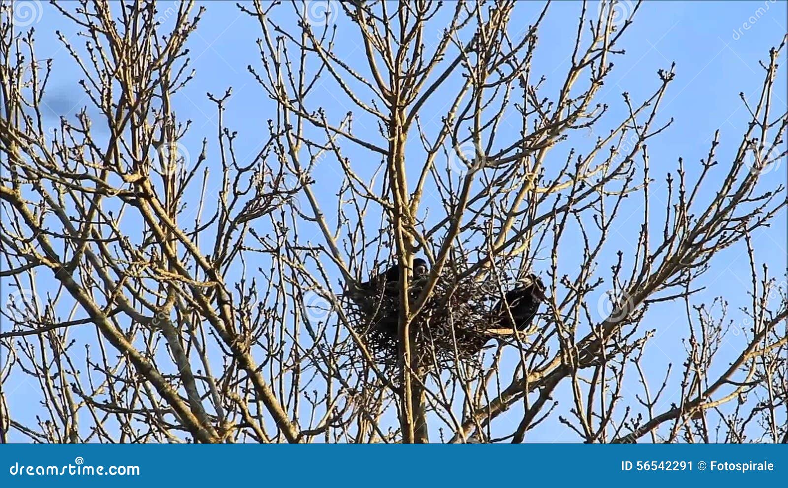 Crows ,raven, Nest Building in a Tree, Spring, Sweet Home Stock Video ...