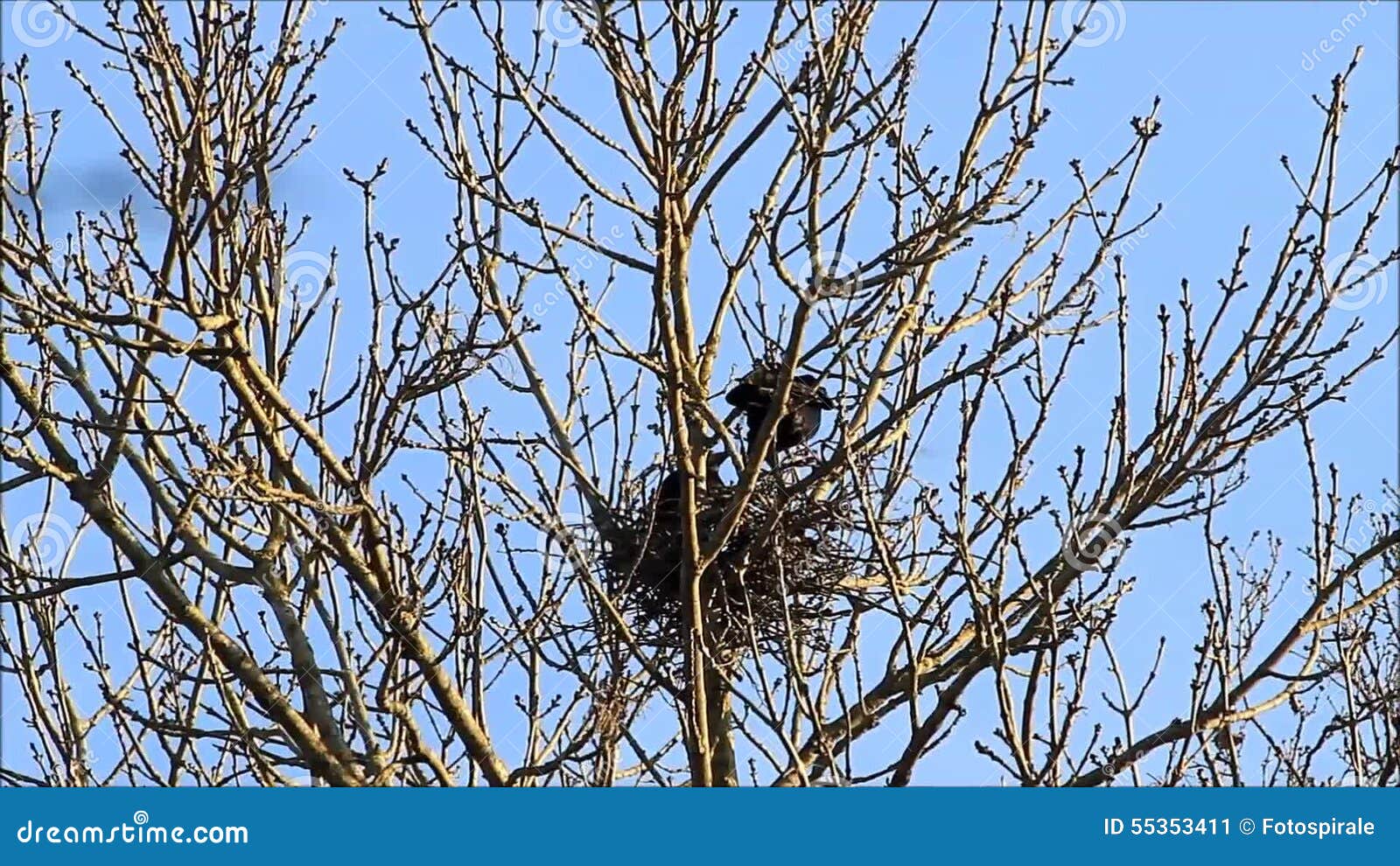 Crows ,raven, Nest Building in a Tree, Spring, Sweet Home Stock Video ...